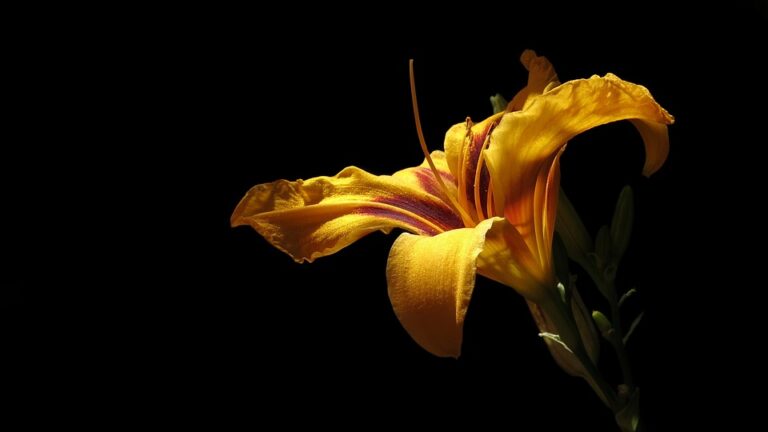 Azucena Significado: La Belleza y el Significado de la Pureza Floral