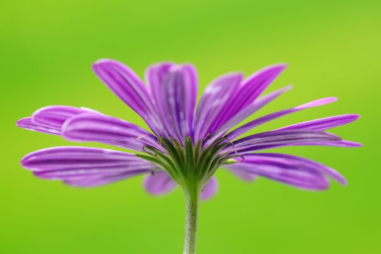 Violet Significado: Descubriendo la Magia del Color y su Simbolismo