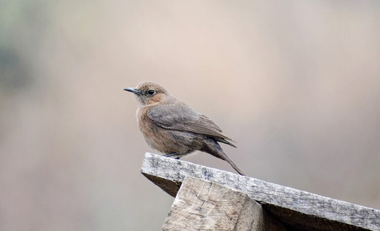 Wren Significado: Descubre el Encanto y la Belleza Detrás de Este Nombre